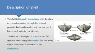 Brachiopod Shell, Symmetry and Shell Shape | PPTX
