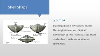 Brachiopod Shell, Symmetry and Shell Shape | PPTX