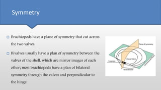 Brachiopod Shell, Symmetry and Shell Shape | PPTX