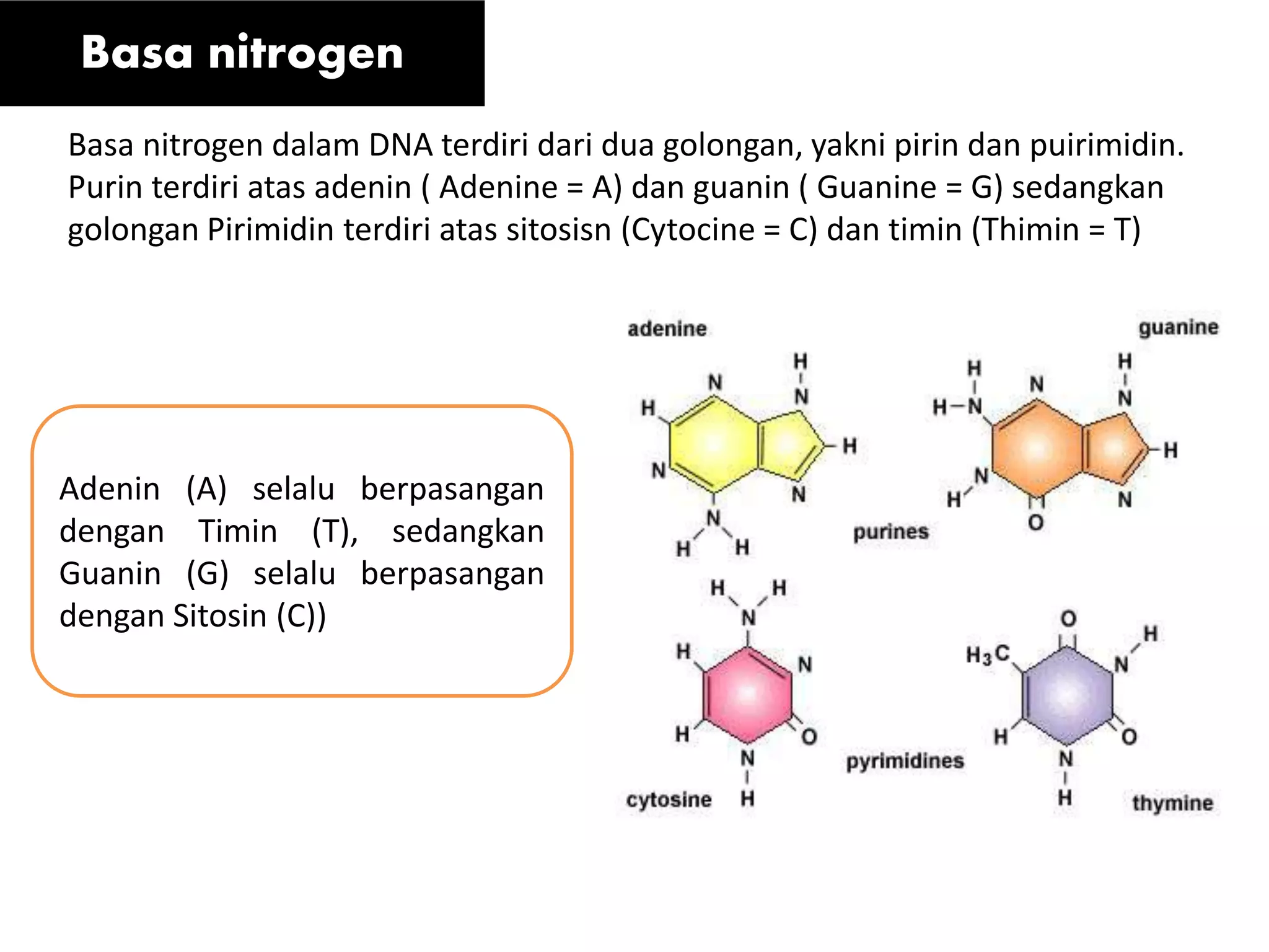 DNA (Asam Deoksiribonukleat) - Biomolekul | PPTX