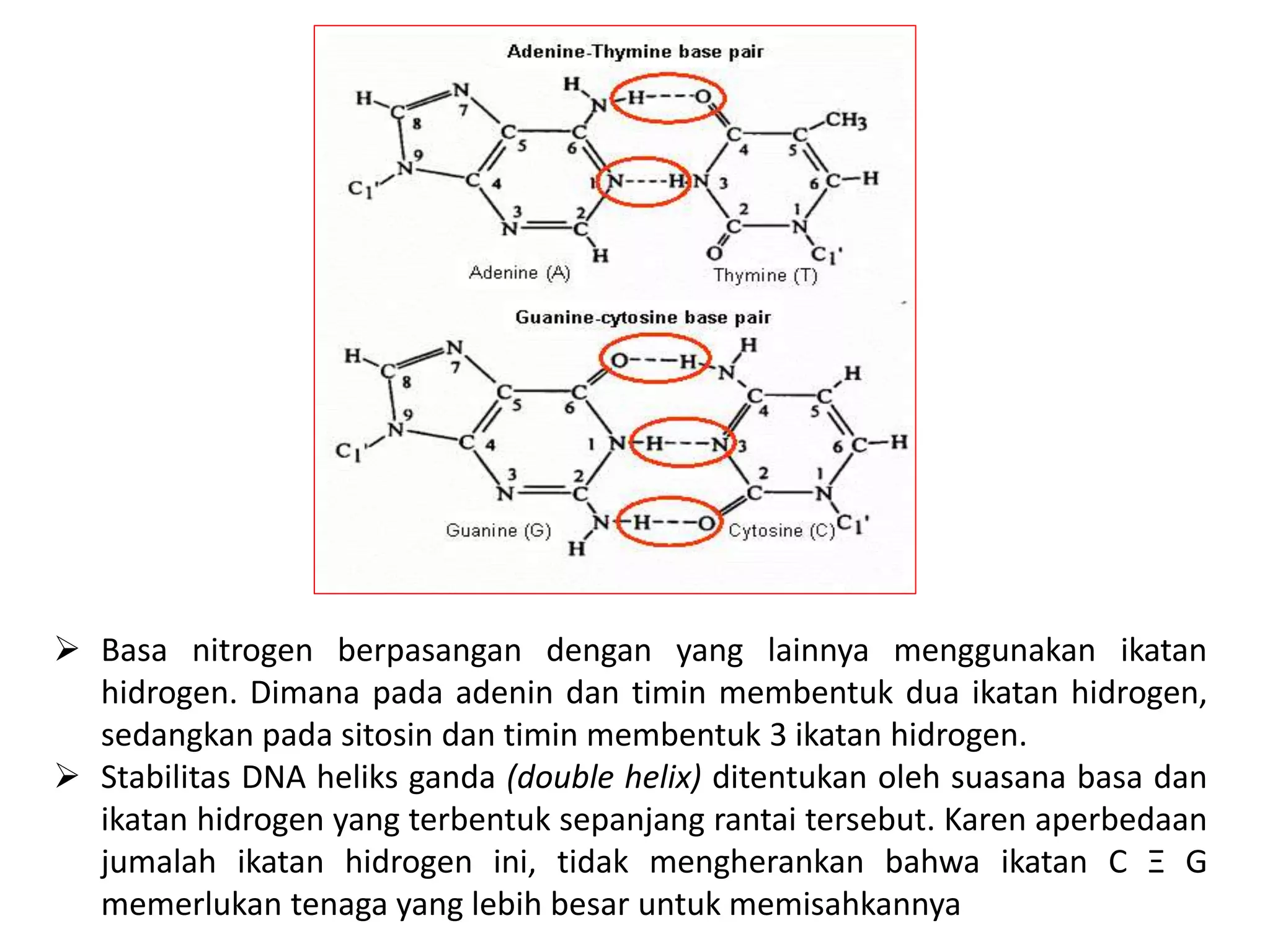 DNA (Asam Deoksiribonukleat) - Biomolekul | PPTX
