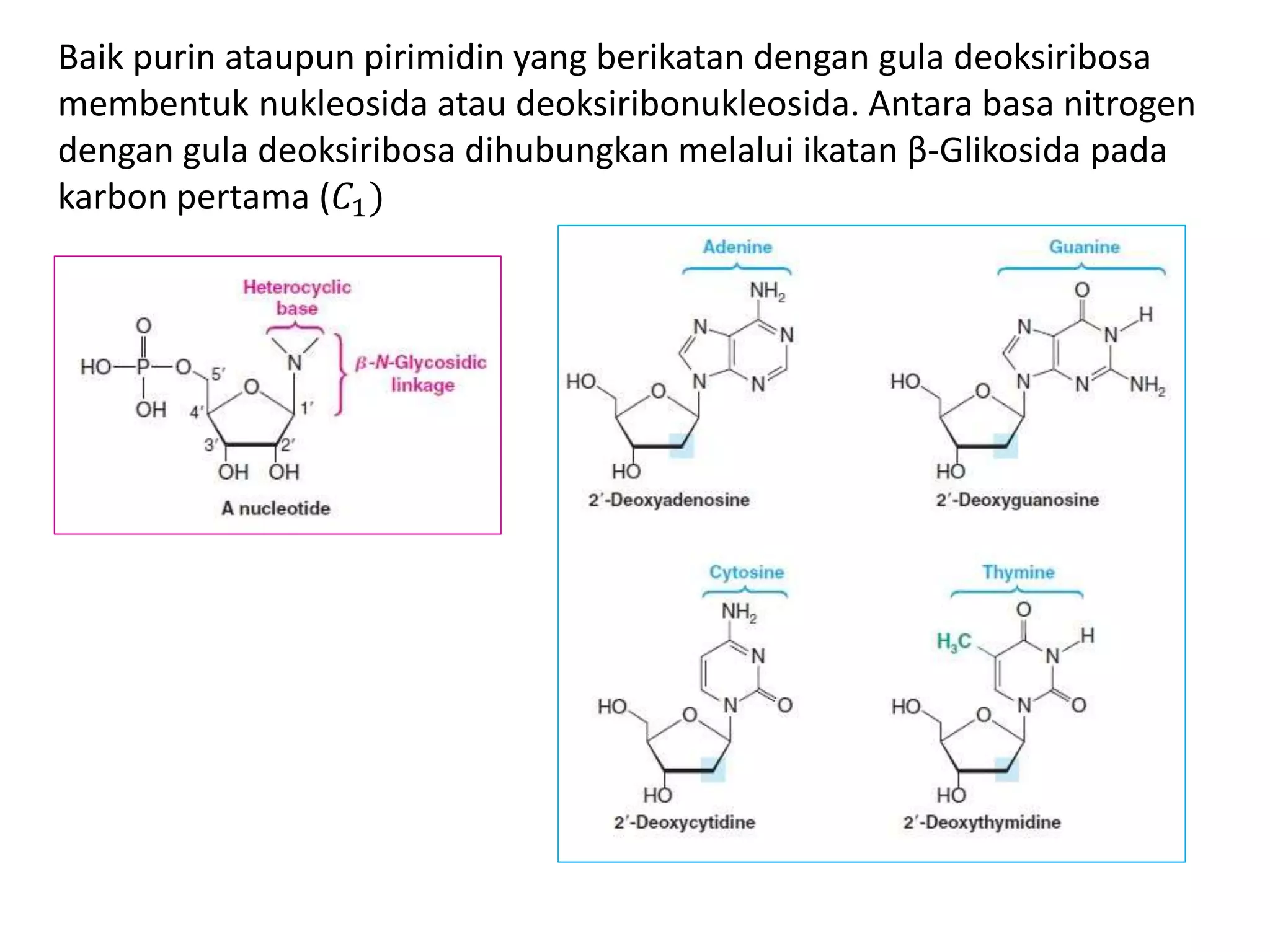 DNA (Asam Deoksiribonukleat) - Biomolekul | PPTX