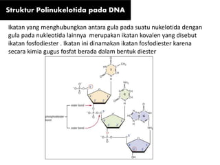 DNA (Asam Deoksiribonukleat) - Biomolekul | PPTX