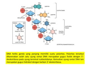 DNA (Asam Deoksiribonukleat) - Biomolekul | PPTX
