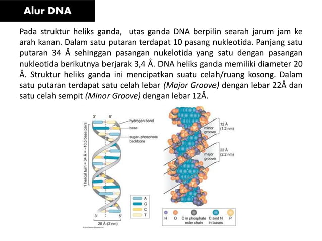 DNA (Asam Deoksiribonukleat) - Biomolekul | PPTX