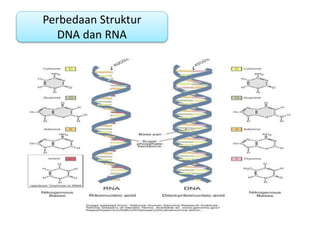 DNA (Asam Deoksiribonukleat) - Biomolekul | PPTX