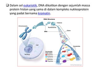 DNA (Asam Deoksiribonukleat) - Biomolekul | PPTX