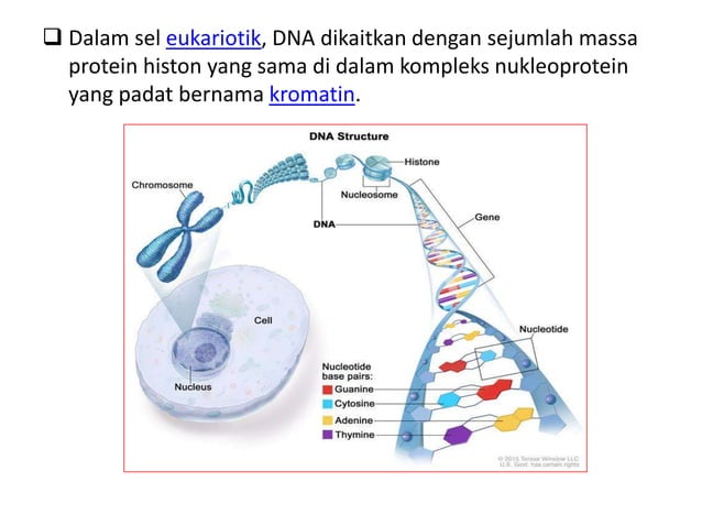 Dna Asam Deoksiribonukleat Biomolekul Ppt