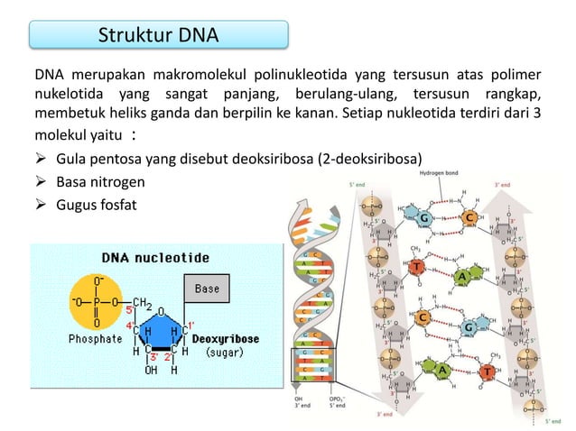 Dna Asam Deoksiribonukleat Biomolekul Ppt