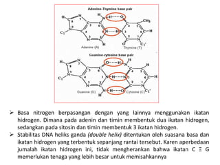 DNA (Asam Deoksiribonukleat) - Biomolekul | PPTX