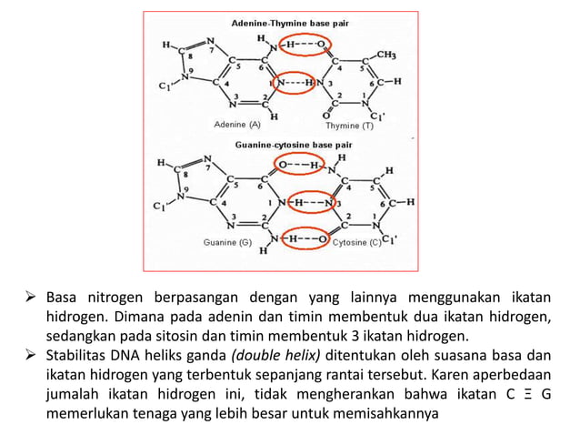 DNA (Asam Deoksiribonukleat) - Biomolekul | PPTX