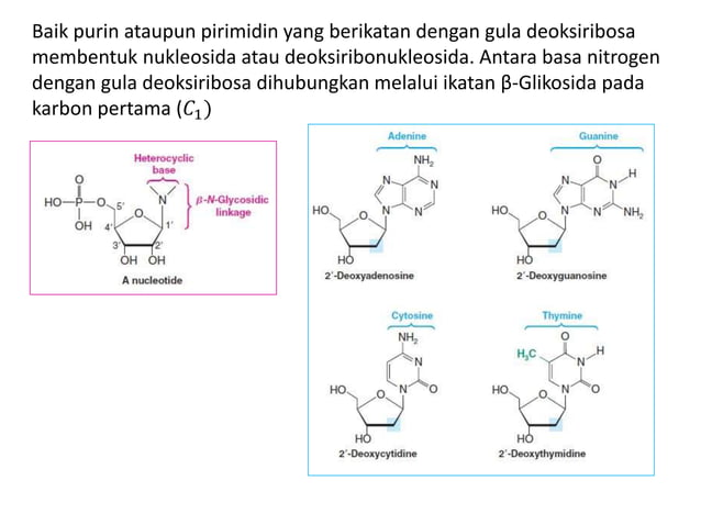 DNA (Asam Deoksiribonukleat) - Biomolekul | PPTX