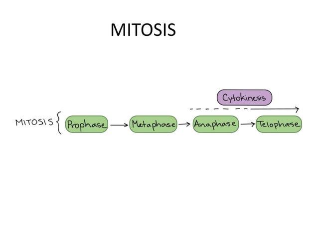 01_EMBRYOLOGY_-_The_Beginning.pptx