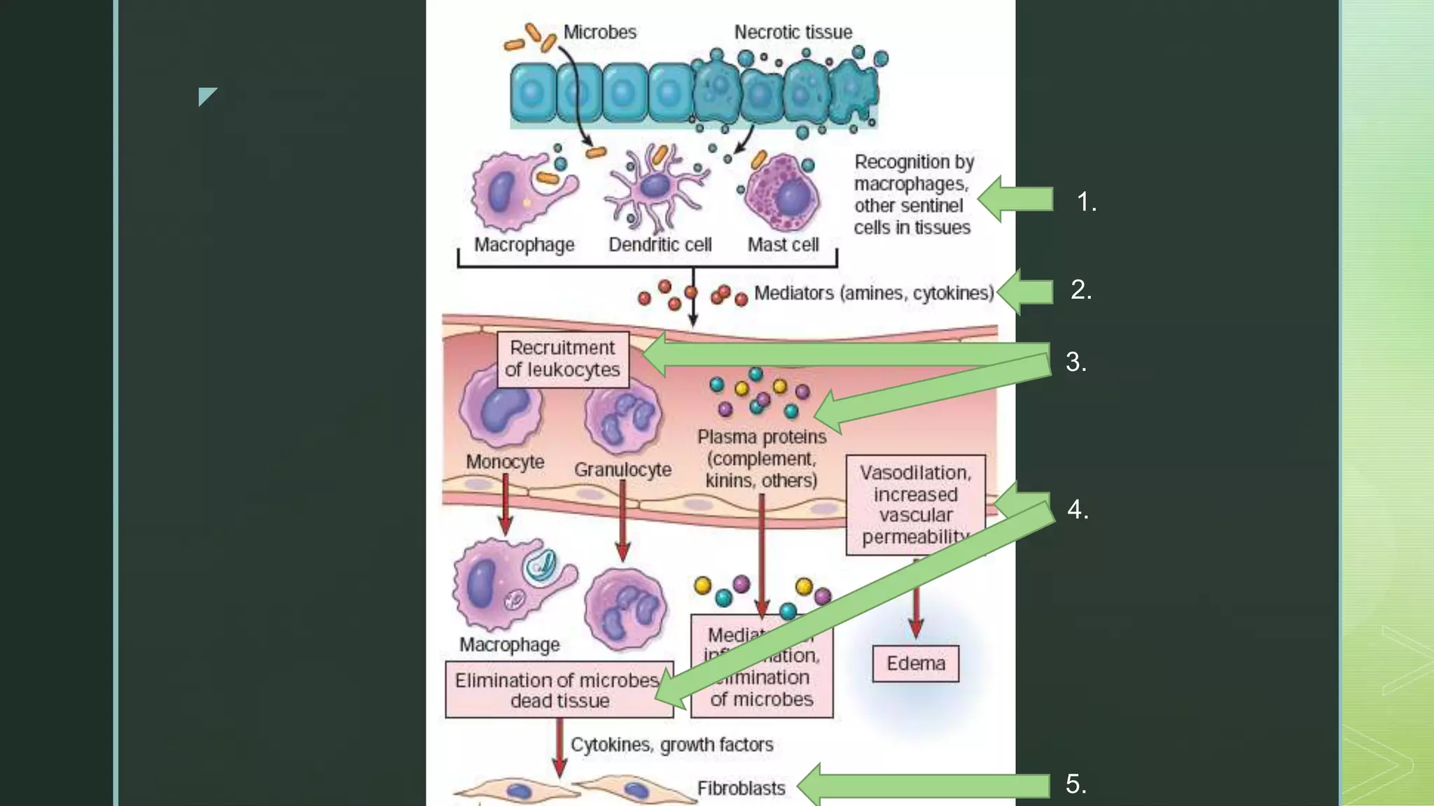 Ch 3 inflammation and repair | PPTX