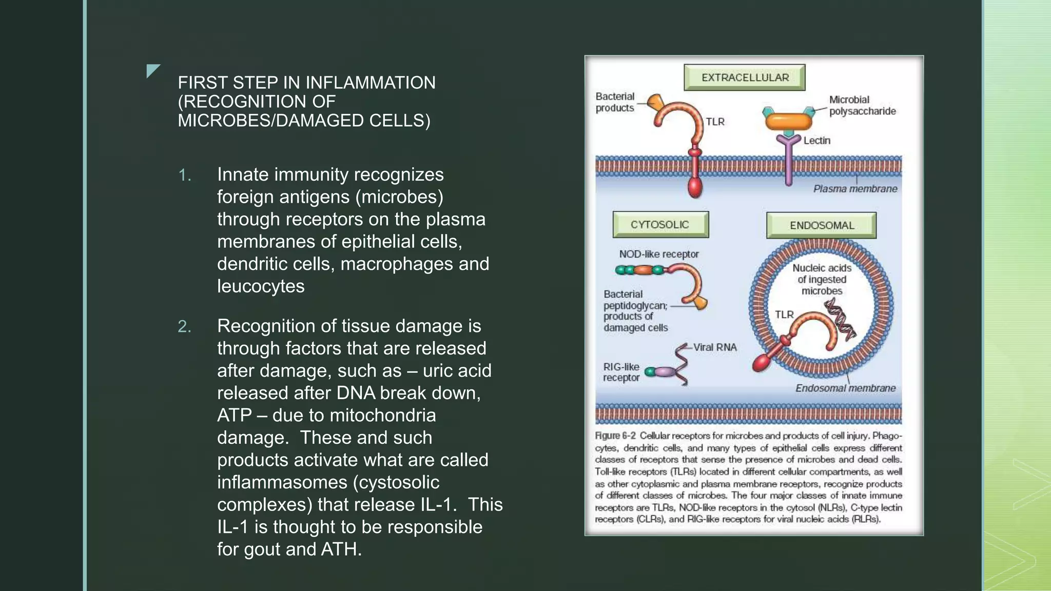 Ch 3 inflammation and repair | PPTX