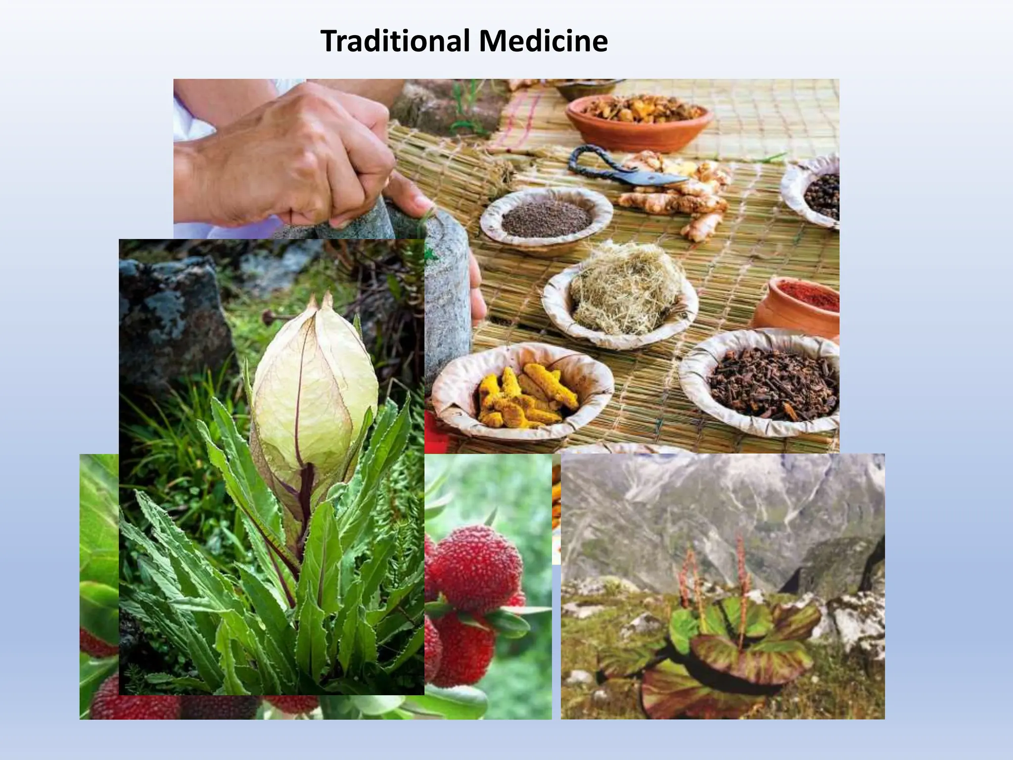 Traditional Knowledge (TK) and its Intellectual Property (IP) | PPT