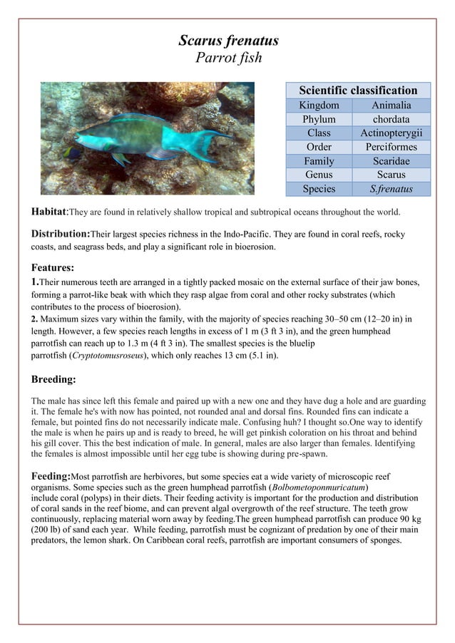 Ornamental fish booklet | PDF