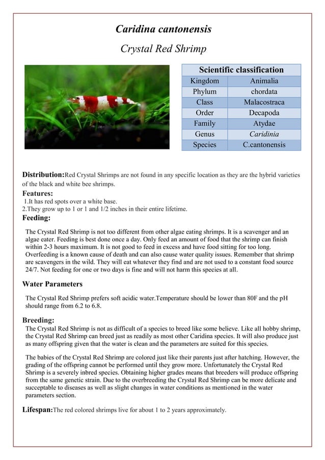 Ornamental fish booklet | PDF | Fish and Aquariums | Pets