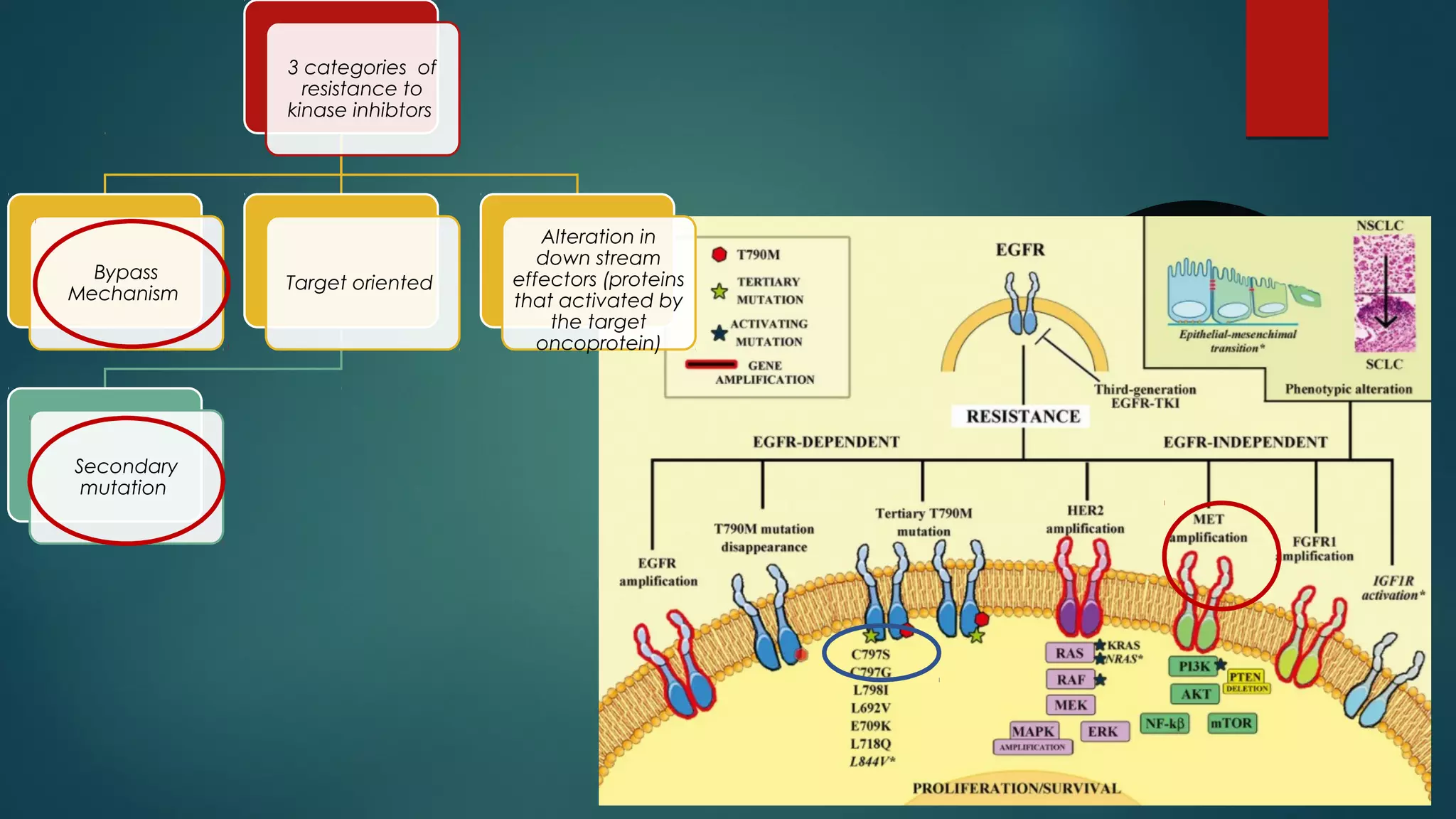 EGFR -TkI resistance pathways | ODP