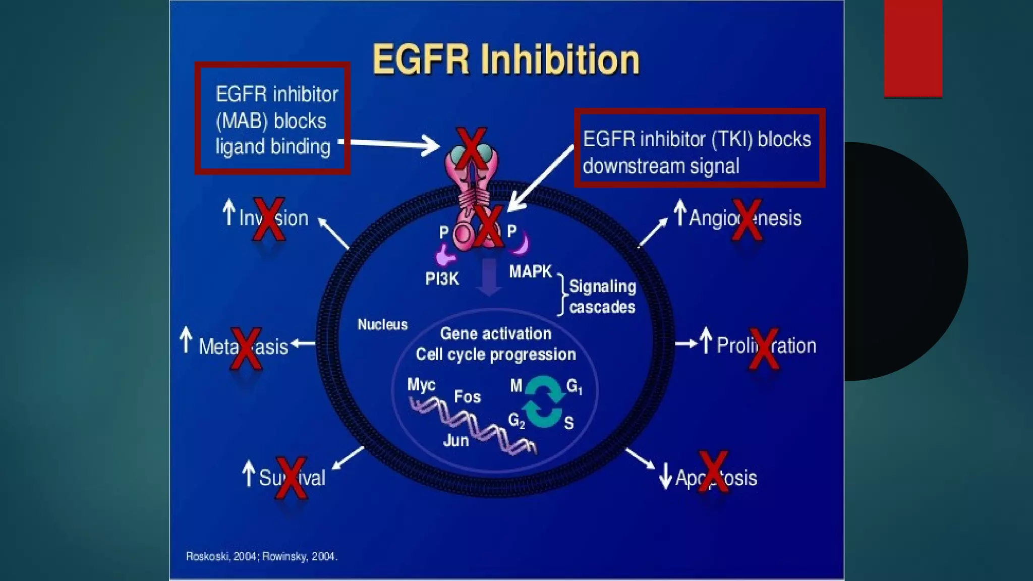 EGFR -TkI resistance pathways | PPT | Free Download