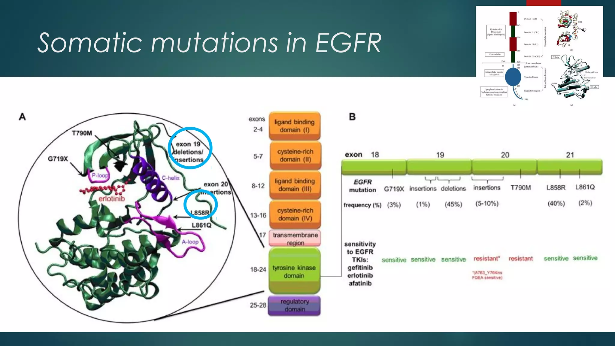 EGFR -TkI resistance pathways | ODP
