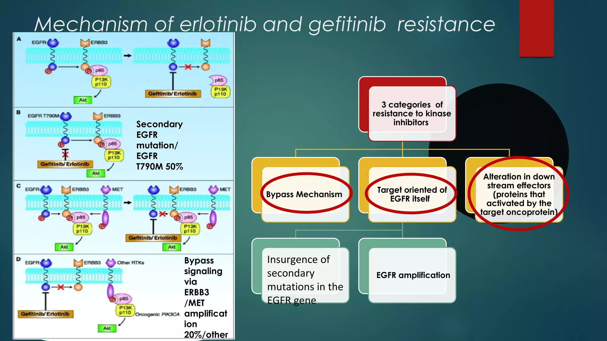 EGFR -TkI resistance pathways | ODP