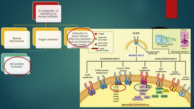EGFR -TkI resistance pathways | PPT