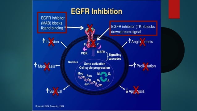 EGFR -TkI resistance pathways | PPT