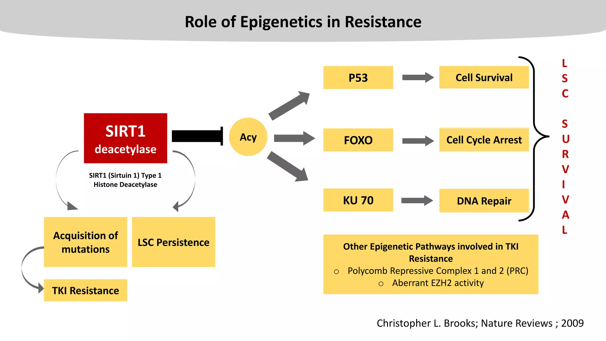 TKI Resistance Mechanisms in Chronic Myeloid Leukemia(CML) | PPTX