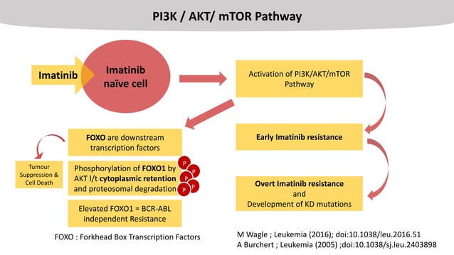 TKI Resistance Mechanisms in Chronic Myeloid Leukemia(CML) | PPTX