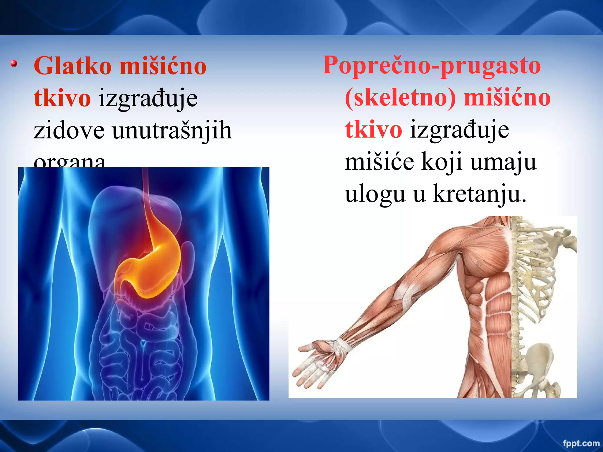Tkiva | PPT