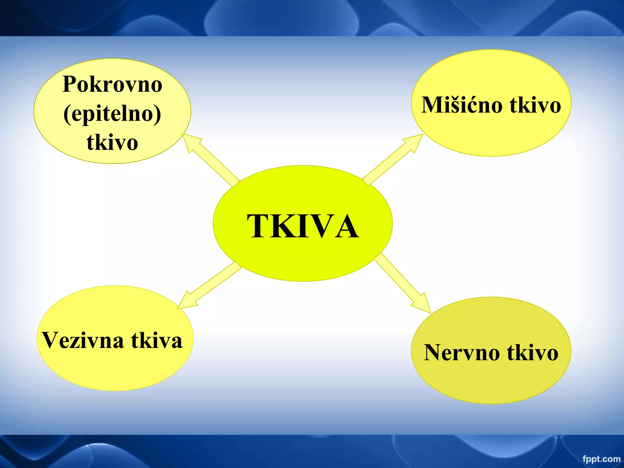 Tkiva | PPT