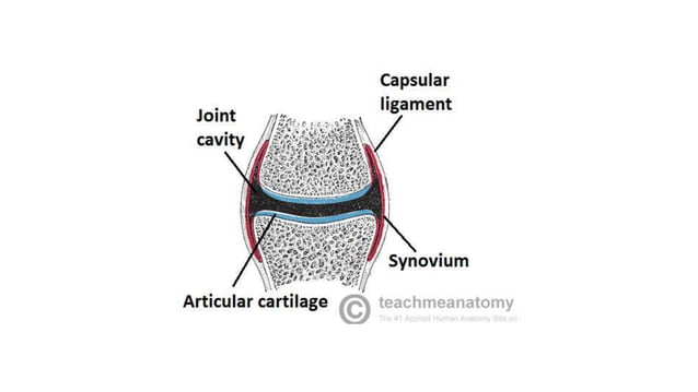 Types of skeletal joints in the human body | PPT