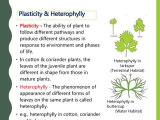 ch-15-plant-growth-development-160219062245.pdf