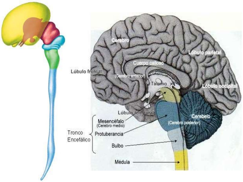 Tálamo, ASPECTO GENERAL. DR. RICHARD SNELL