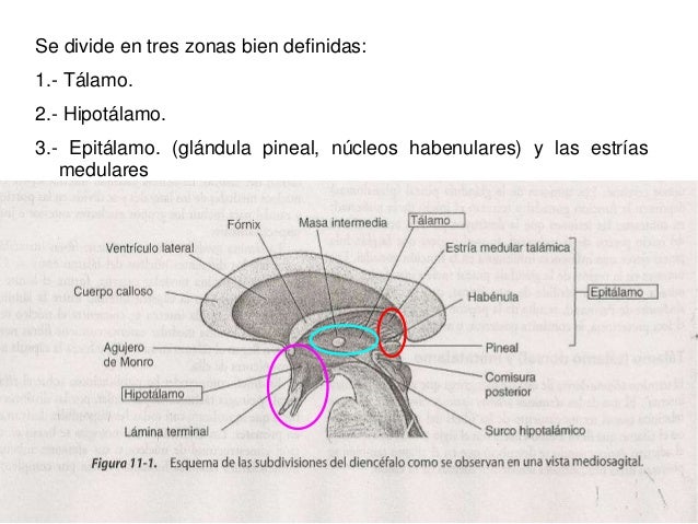 Nucleos Del Tálamo Anatomia | Sistema límbico: Anatomía – LYYB
