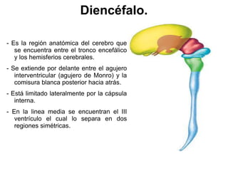 Tálamo, ASPECTO GENERAL. DR. RICHARD SNELL | PPSX
