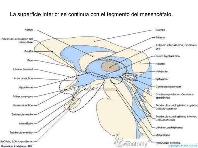 Tálamo, ASPECTO GENERAL. DR. RICHARD SNELL