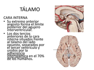 Adhesión Intertalámica