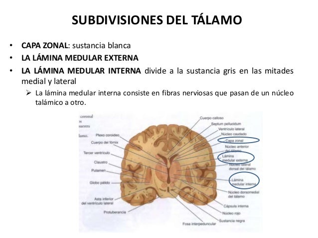 Tálamo y sus conexiones