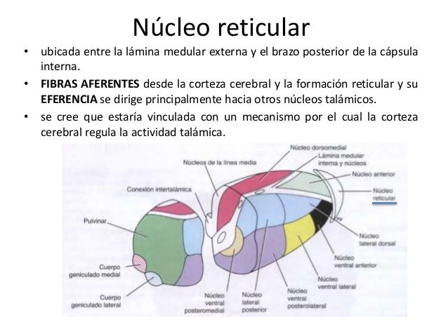 Tálamo y sus conexiones