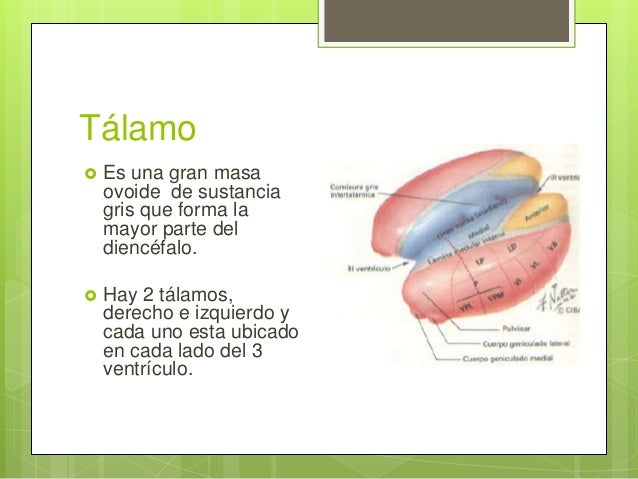 Tálamo