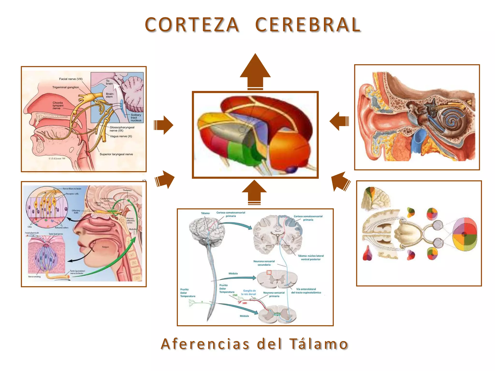 Tálamo y corteza cerebral. | PPTX