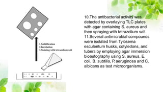 TLC-bioautograpy.pptx | Chemistry | Science