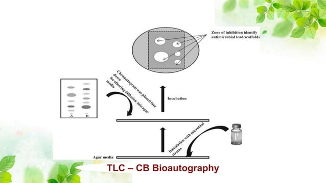 TLC Bioautography (TLC as highthrough put screening). | PPTX