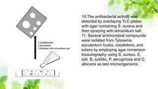 TLC Bioautography (TLC as highthrough put screening). | PPTX