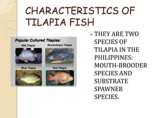 TLE | PPTX | Fish and Aquariums | Pets