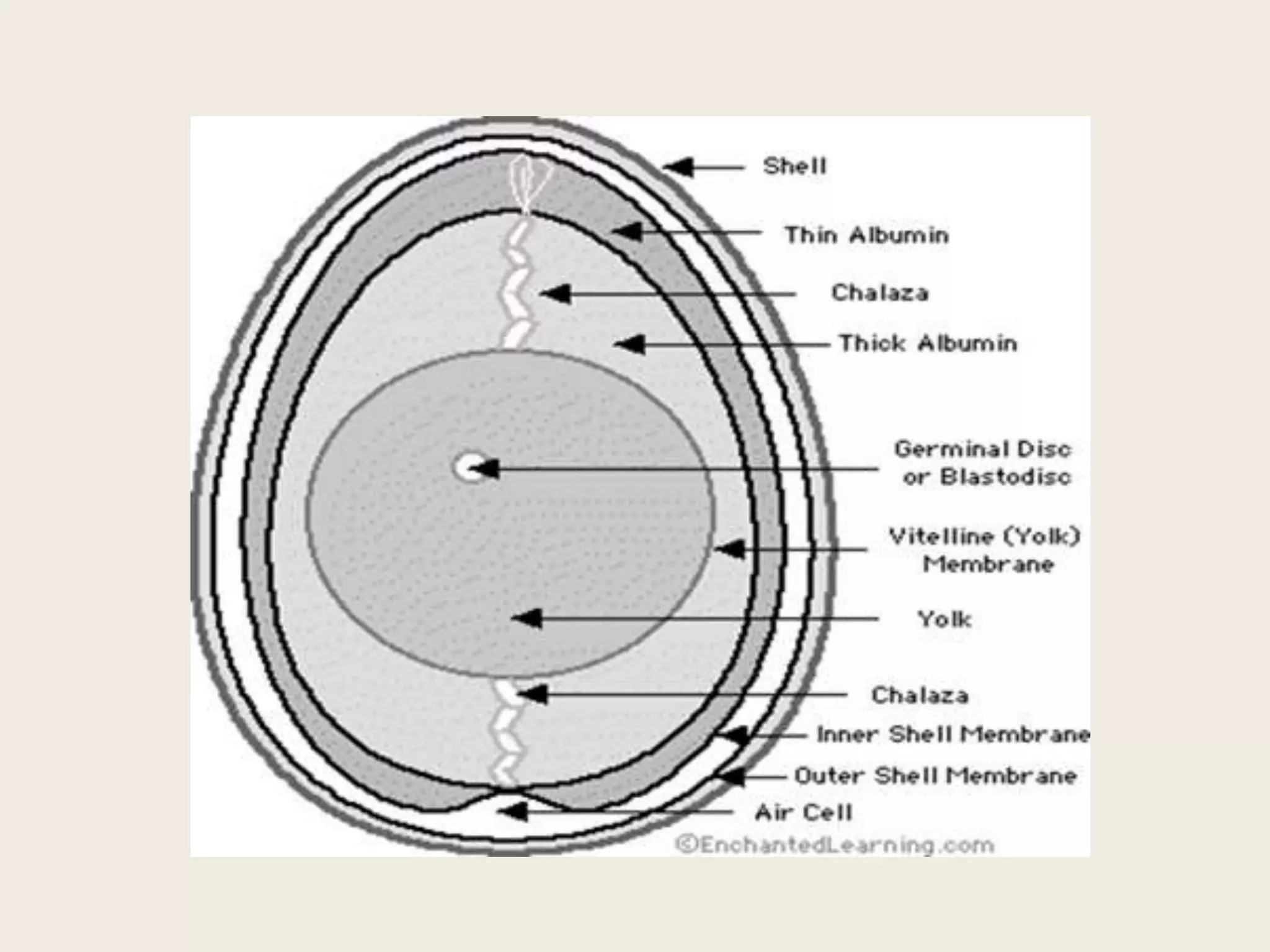 TLE-HE 10 ANATOMY OF EGG | PPTX