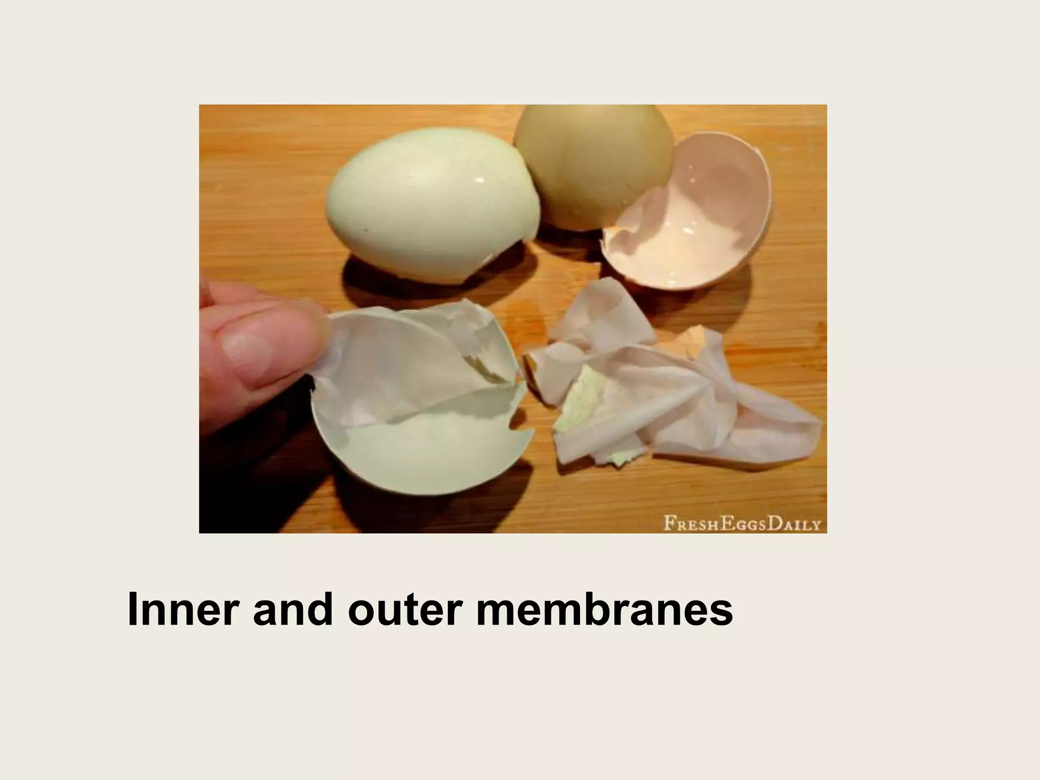 TLE-HE 10 ANATOMY OF EGG | PPTX