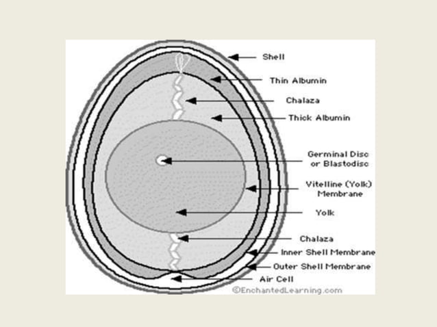 TLE-HE 10 ANATOMY OF EGG | PPTX